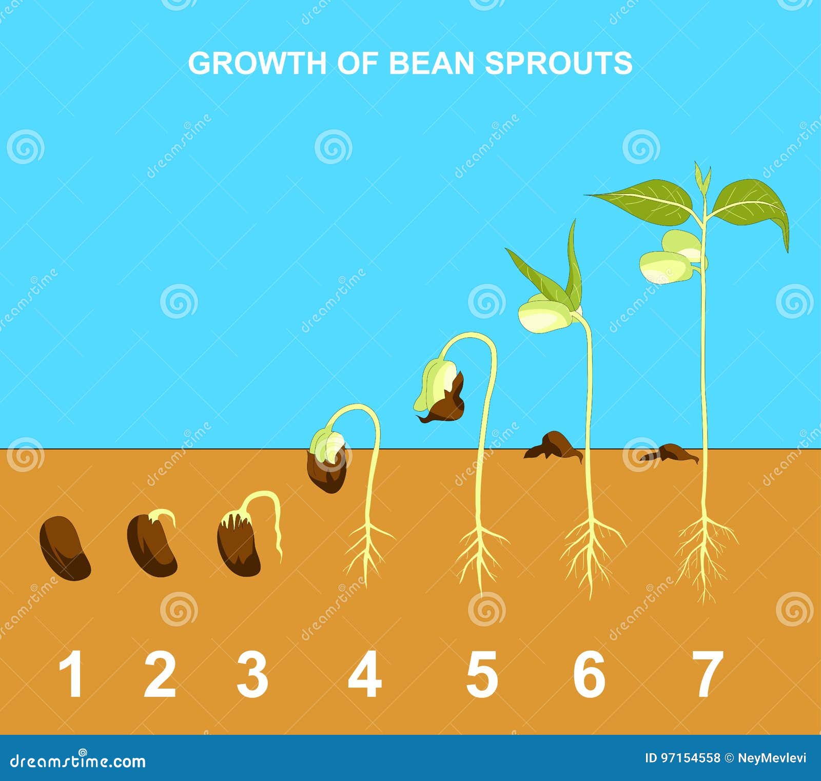 De groei van boon sprouth vector illustratie. Illustration of maniok ...