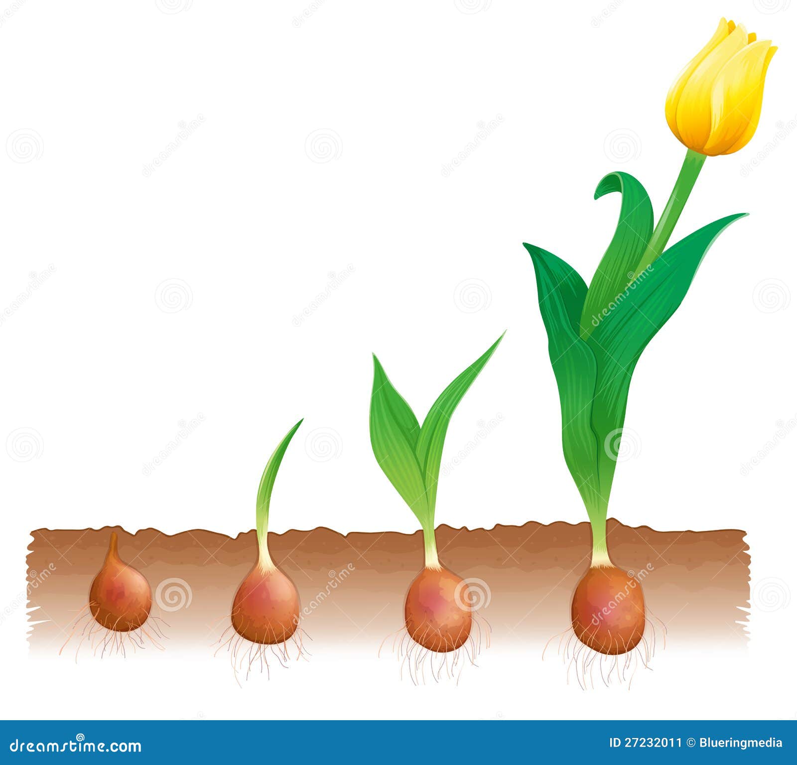 De groei van de tulp stock illustratie. Illustration of hoofd - 27232011