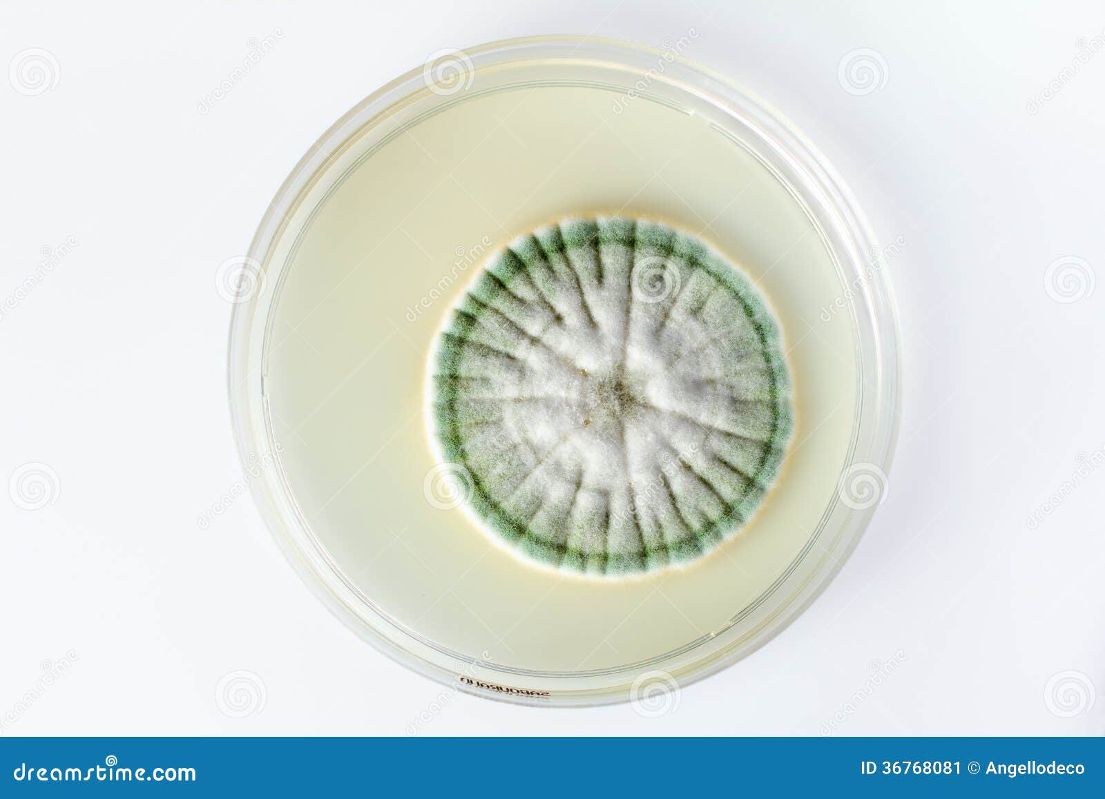 De Groei Van Een Paddestoel in Plaat in Wit Wordt Geïsoleerd Dat Stock ...