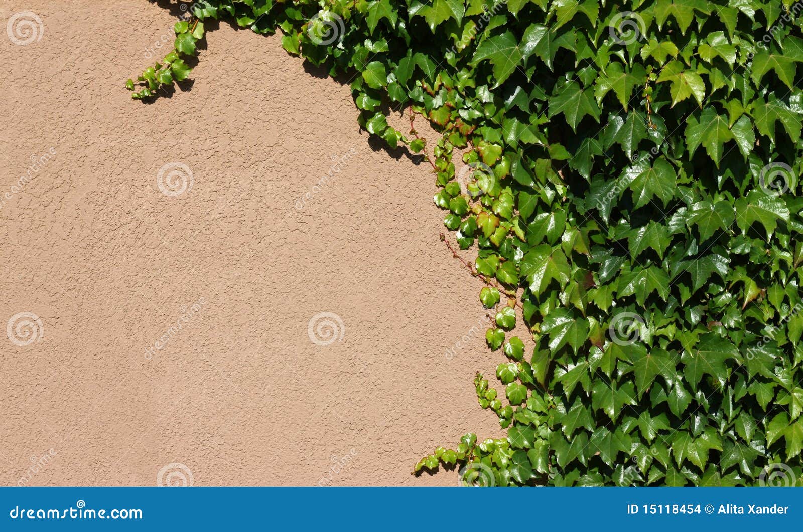 De Groene Achtergrond Van De Klimop Stock Foto - Image of architect ...