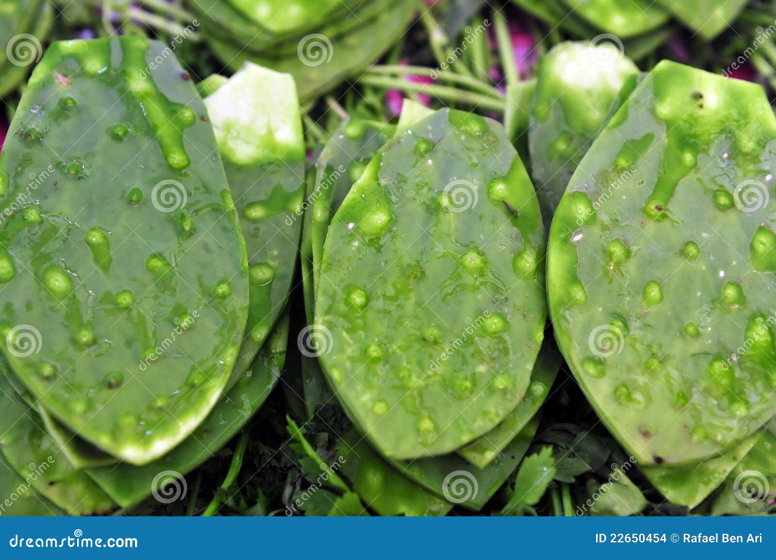 De Groene Bladeren Van De Cactus Stock Foto - Image of sappig, naughty ...