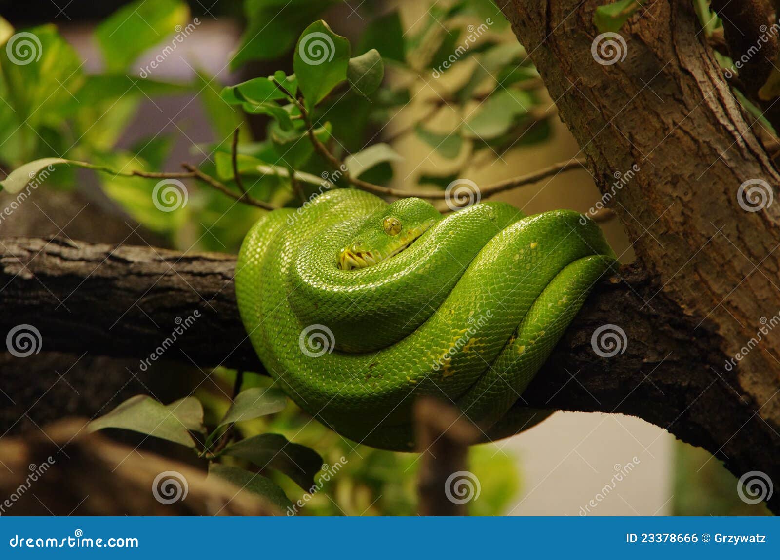 De groene Boa van de Boom stock foto. Image of constrictor - 23378666
