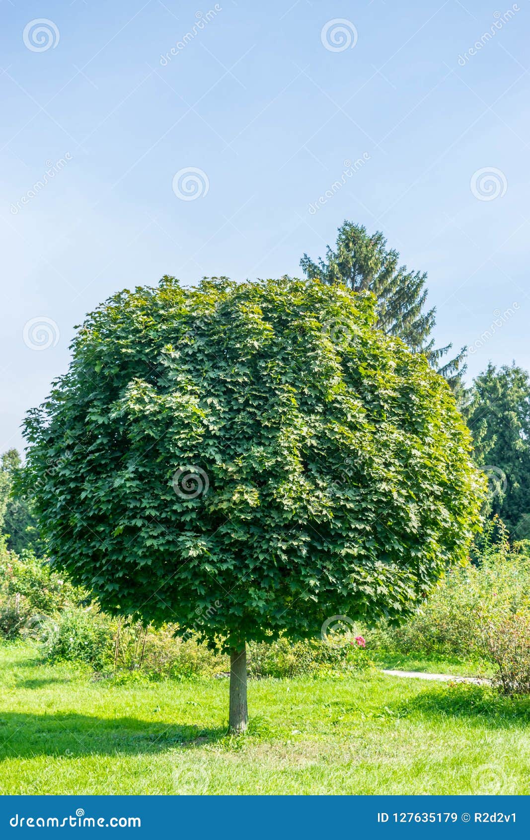 De Groene Boom Van Acer Platanoides Globosum Stock Afbeelding - Image ...