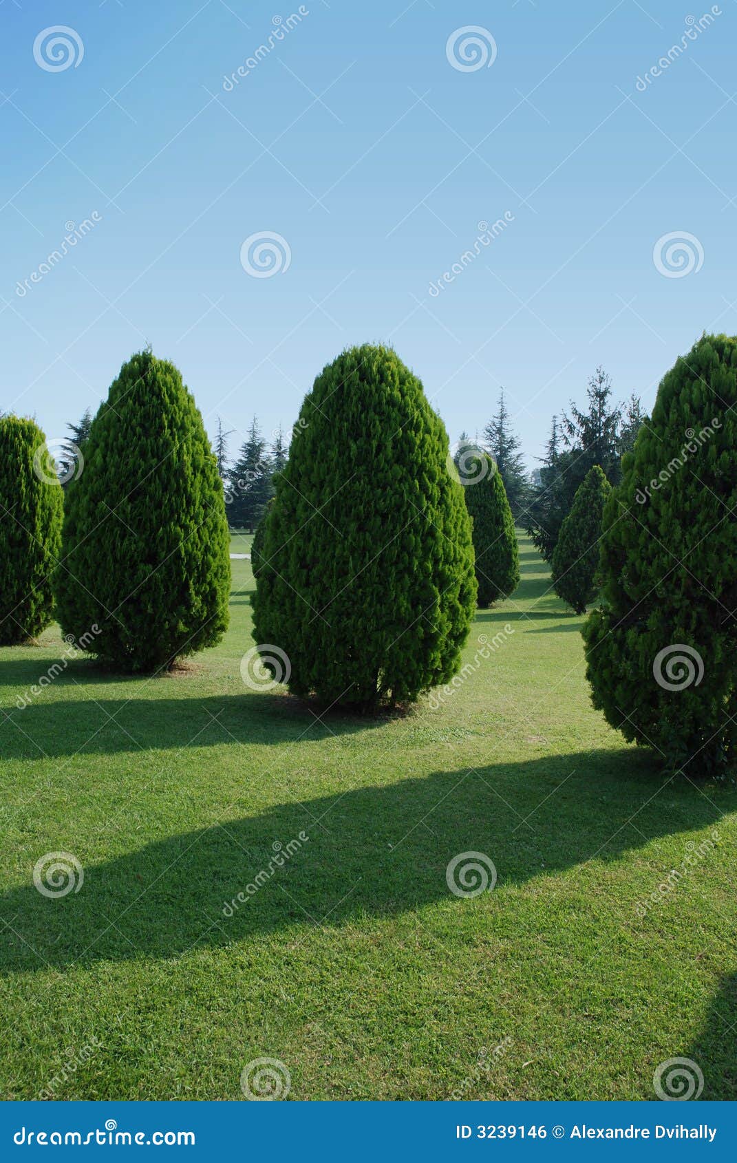 De groene boom van de tuin stock foto. Image of gras, hemel - 3239146