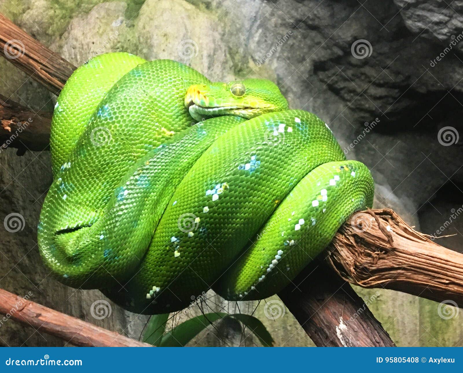 De Groene Boompython & X28; Morelia Viridis& X29; Stock Foto - Image of ...