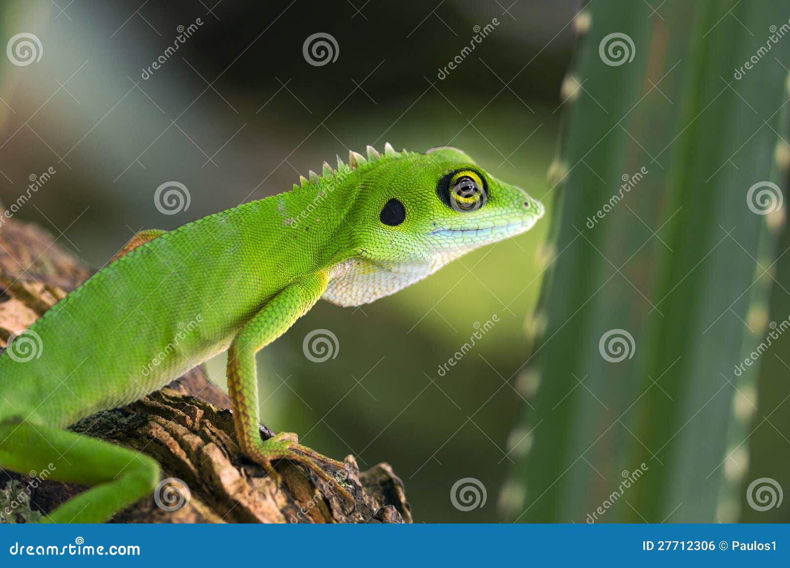 De Groene Draak Van De Boom Stock Foto - Image of boom, azië: 27712306