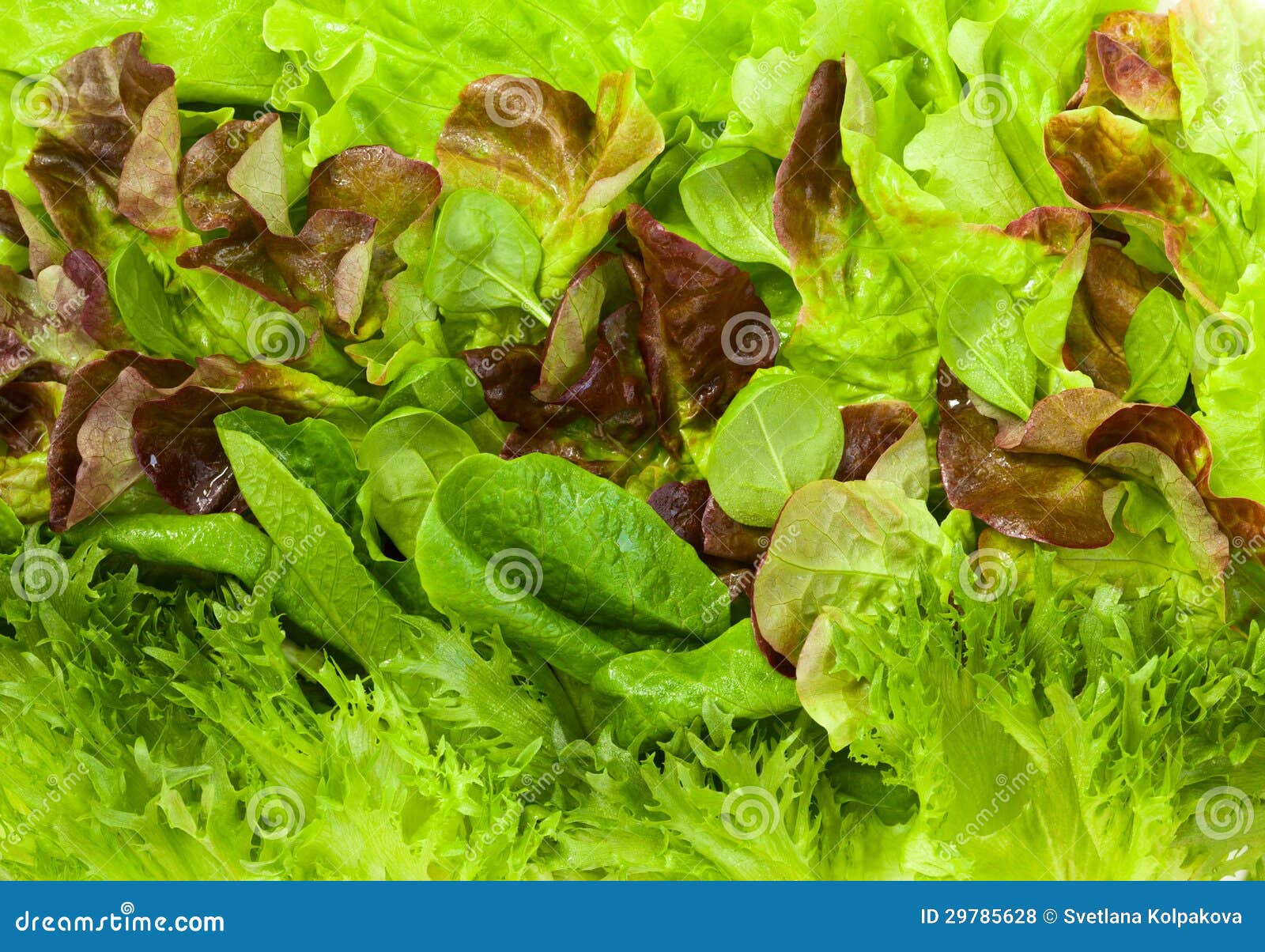 Verse sla stock foto. Image of geassorteerd, organisch - 29785628