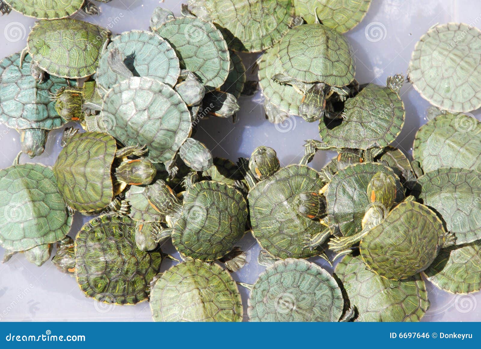 De Groene Geschilde Schildpadden Van Het Rood-Oor Stock Foto - Image of ...