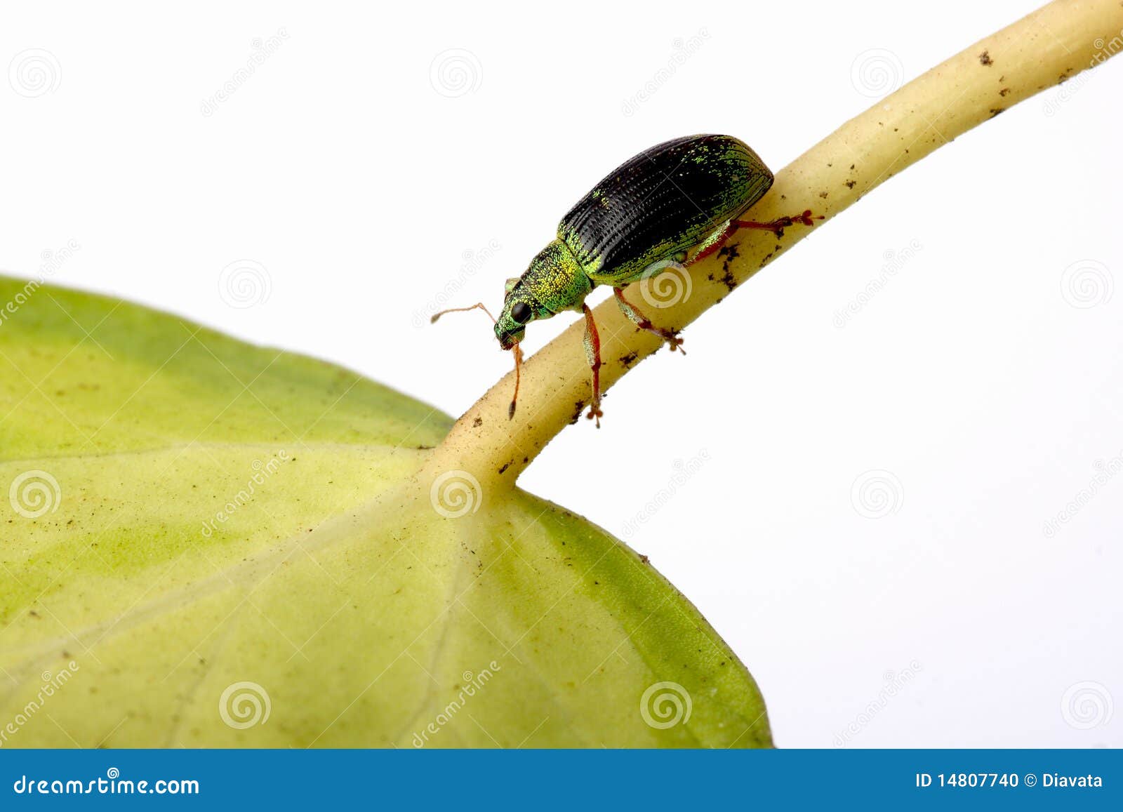 De Groene Graanklander Van De Netel (pomaceus Phyllobius) Stock Foto ...