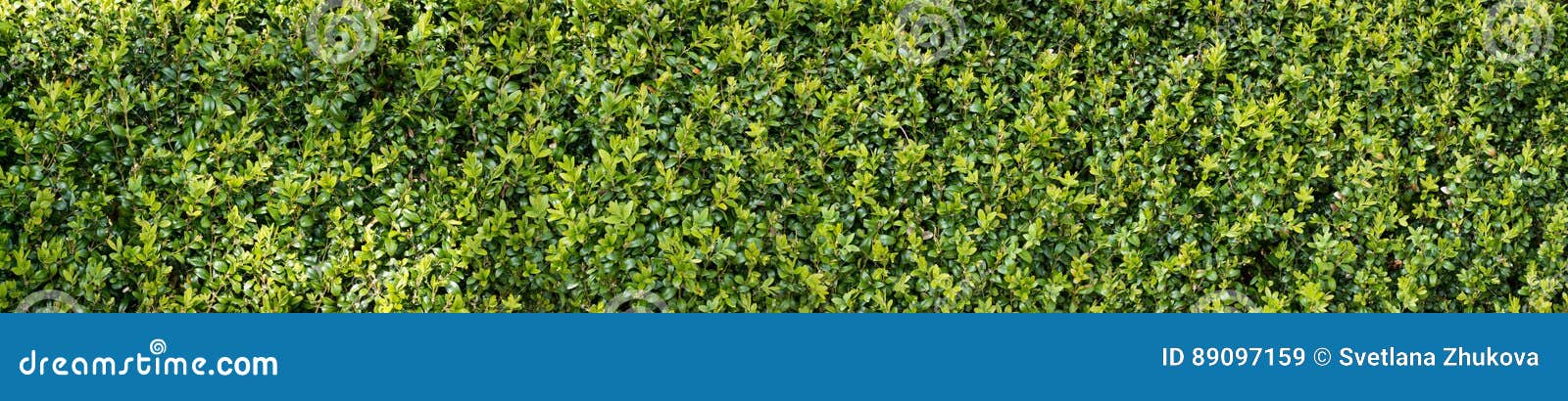 De Groene Haag Van De Buxuxstruik Stock Afbeelding - Image of werf ...