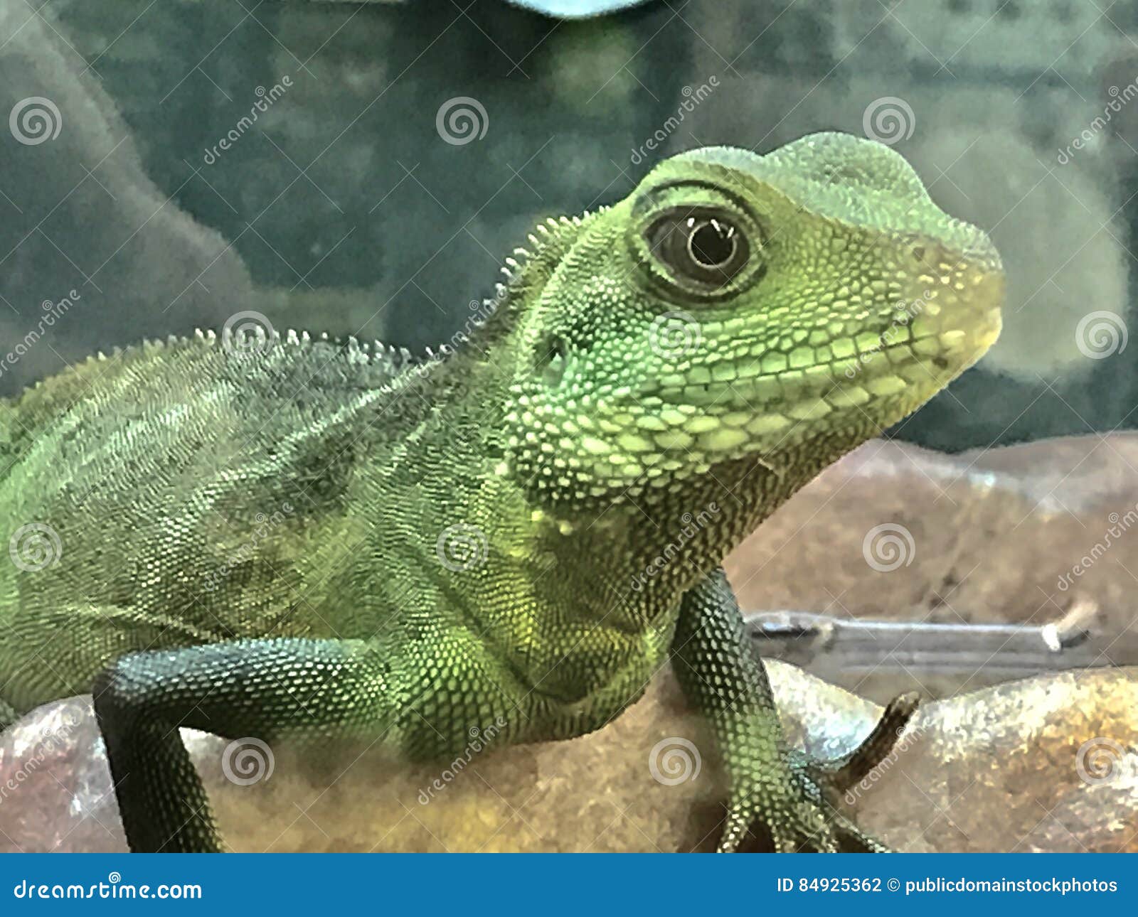 De Groene Hagedis Van De Leguaan Picture. Image: 84925362