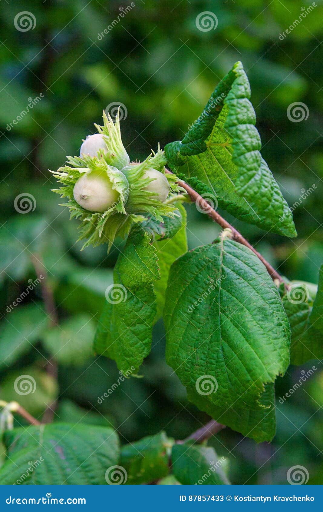 De Groene Hazelnoten Groeien Op De Boom Stock Afbeelding - Image of ...