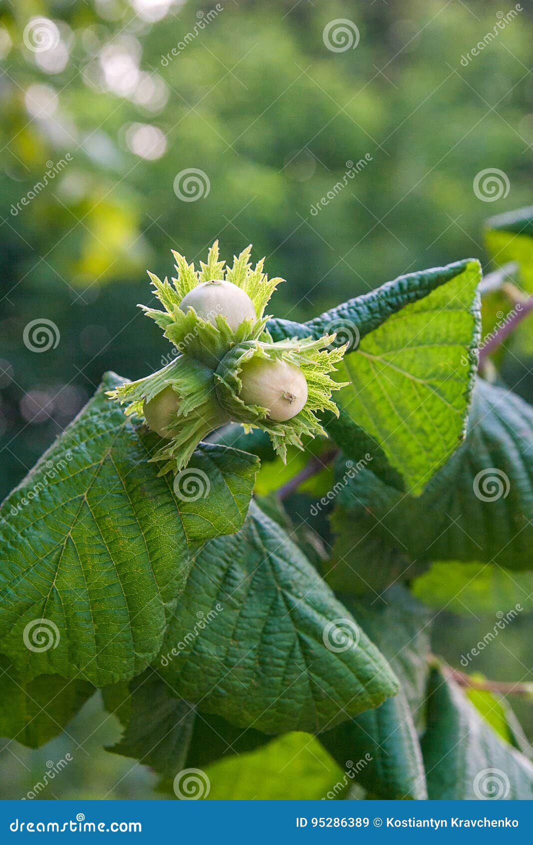 De Groene Hazelnoten Groeien Op De Boom Stock Afbeelding - Image of ...