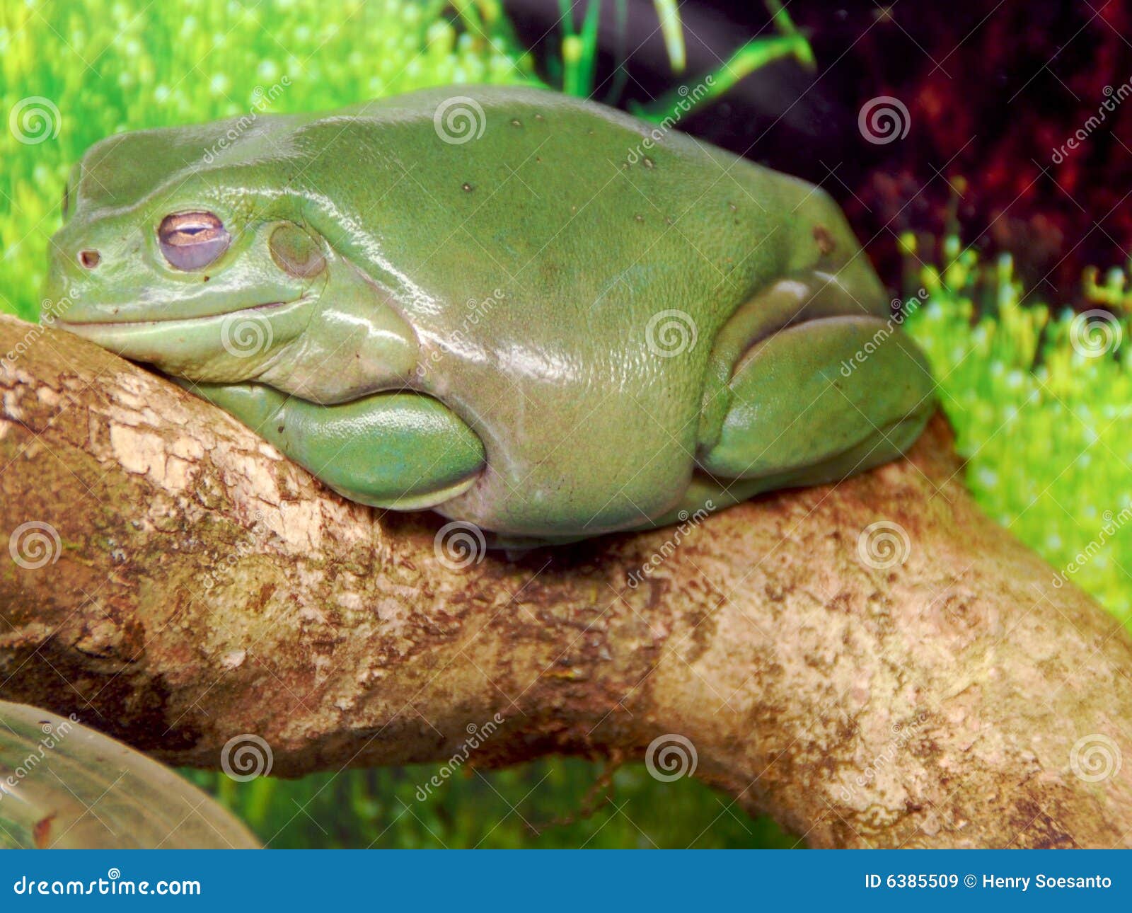 De Groene Kikker Lito Van De Thee Stock Afbeelding - Image of oostelijk ...