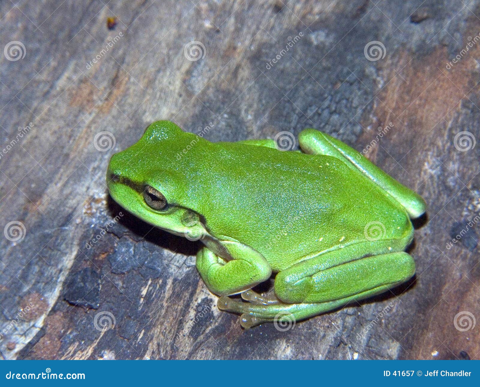De Groene Kikker Van De Boom Stock Afbeelding - Image of piepklein ...