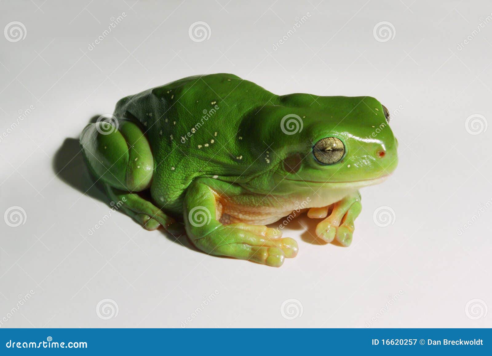 De Groene Kikker Van De Boom Op Witte Achtergrond Stock Afbeelding ...