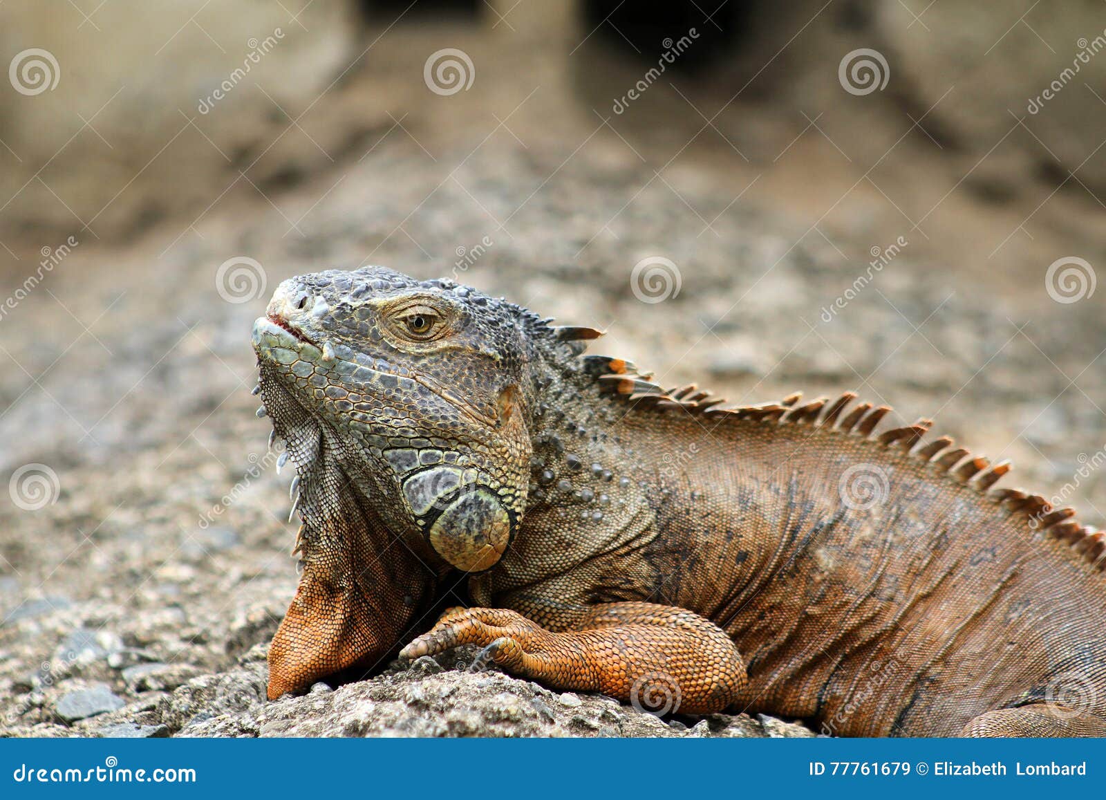 De groene leguaan stock afbeelding. Image of leguaan - 77761679