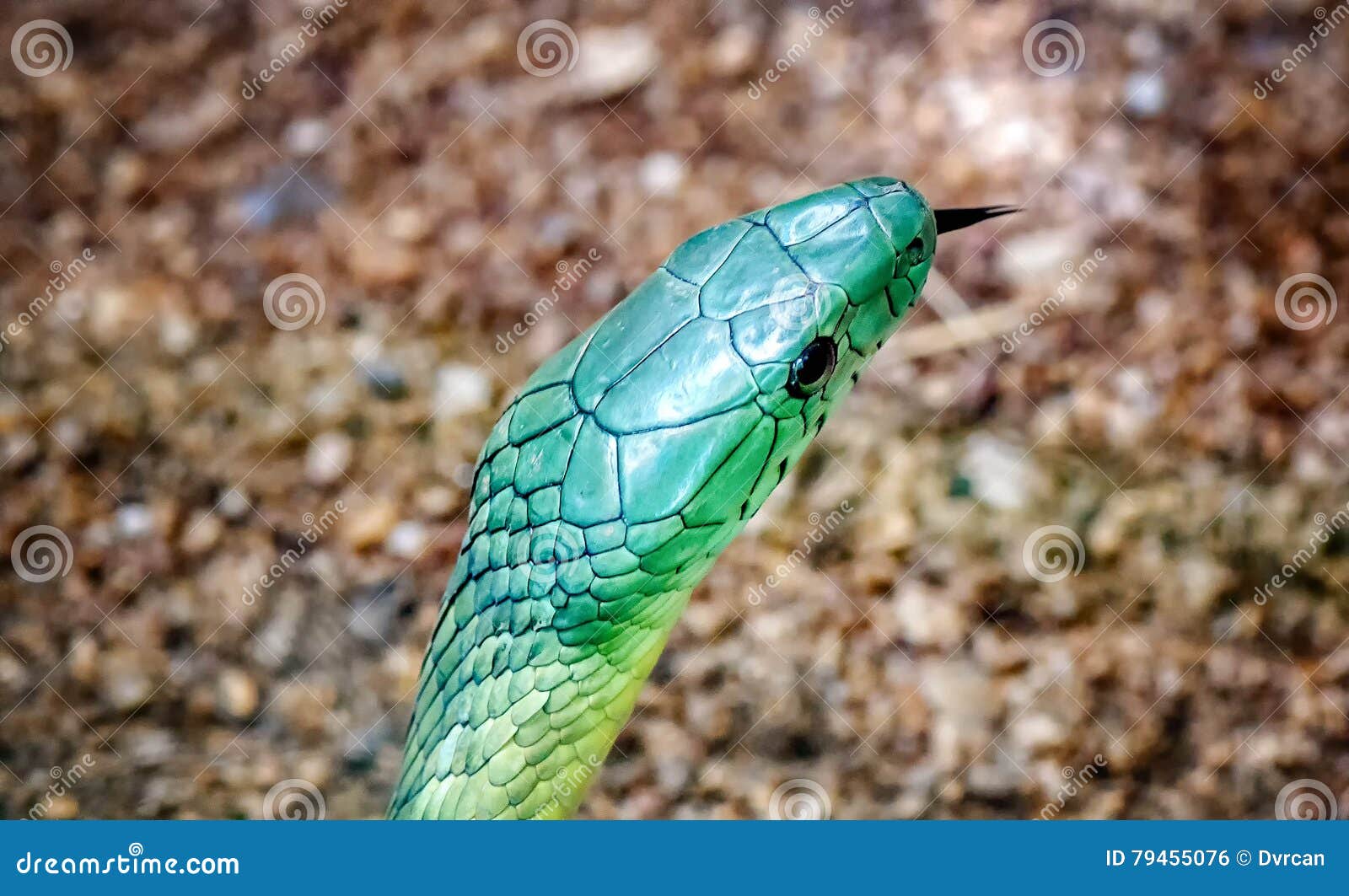 De Groene Mamba-slang in Oeganda, Afrika Stock Foto - Image of oeganda ...