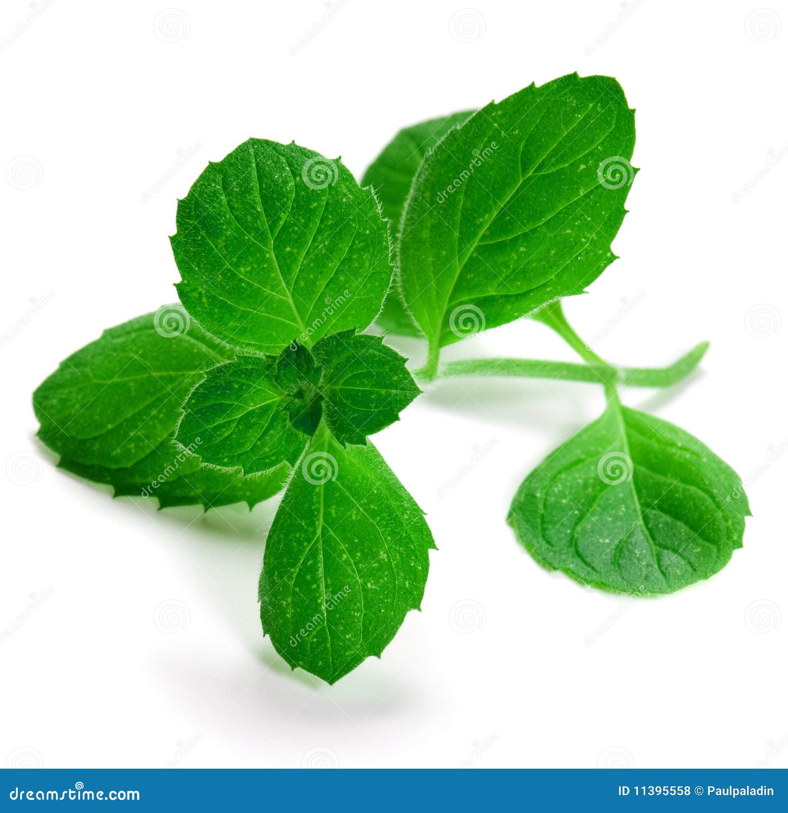 De Groene Munt Van Het Kruid Stock Foto - Image of aroma, tuinieren ...