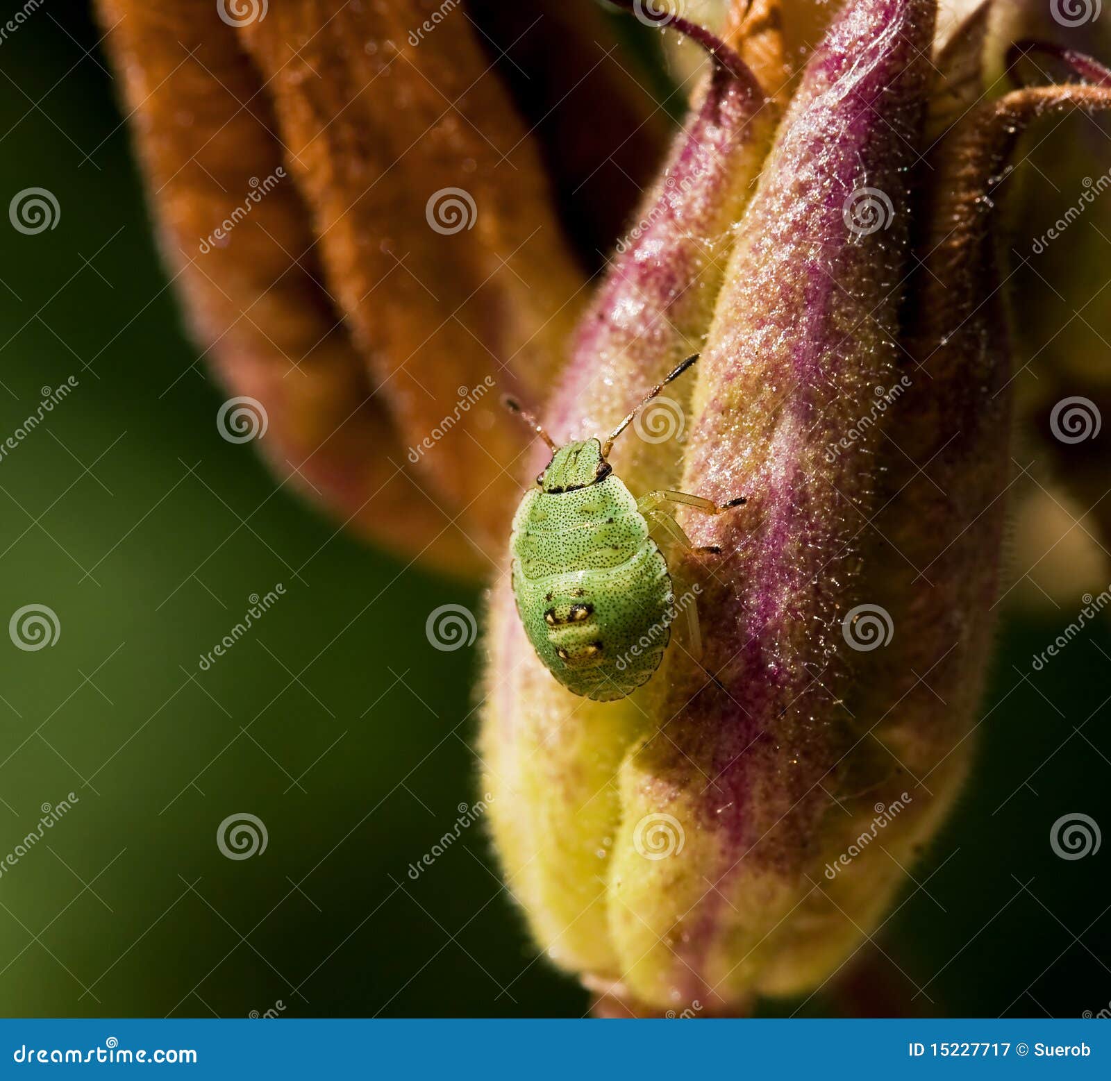 De Groene Nimf Van Het Insect Van Het Schild Stock Afbeelding - Image ...