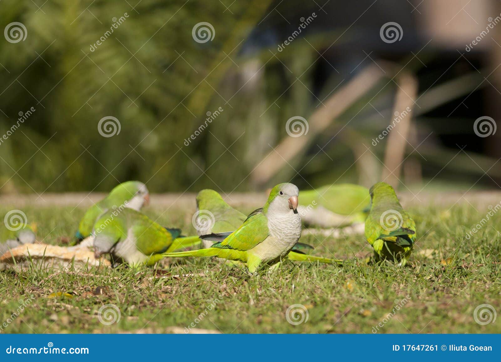 De Groene Parkiet Van De Monnik of Quaker Parot Stock Afbeelding ...