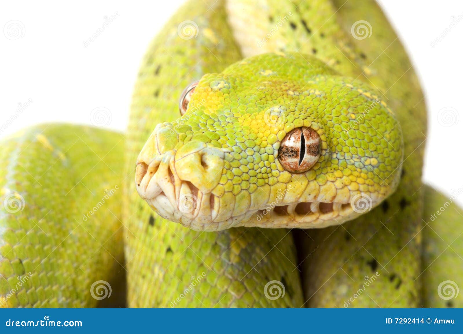 De Groene Python Van De Boom Stock Foto - Image of aanval, exemplaar ...