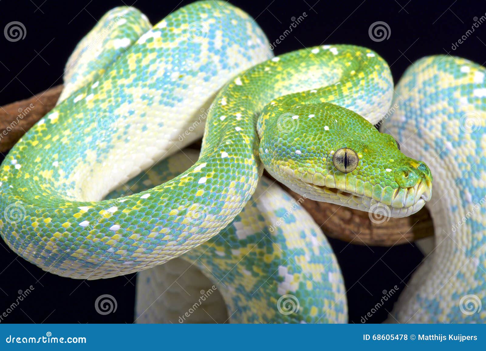 De Groene Python Van De Boom (Morelia Viridis) Stock Foto - Image of ...