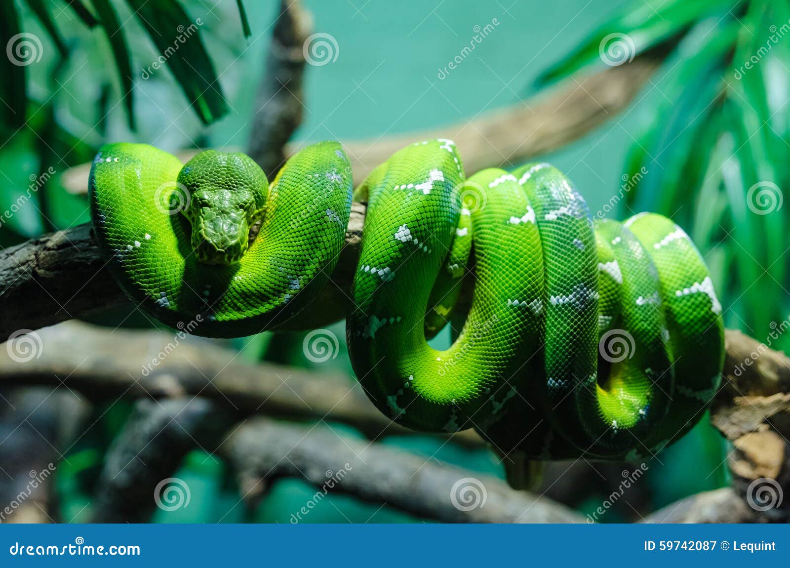 De Groene Slang Krulde Omhoog Op Tak Stock Afbeelding - Image of gevaar ...