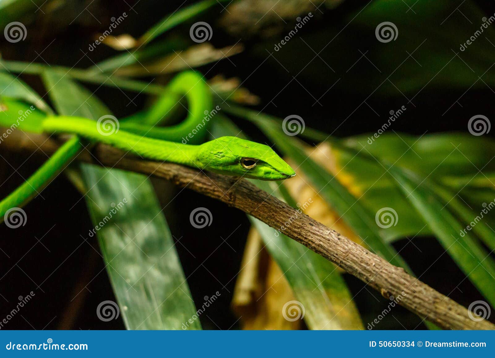 De Groene Slang Van De Boom Stock Foto - Image of wild, groen: 50650334