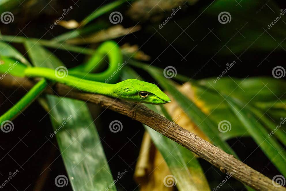 De Groene Slang Van De Boom Stock Foto - Image of wild, groen: 50650334