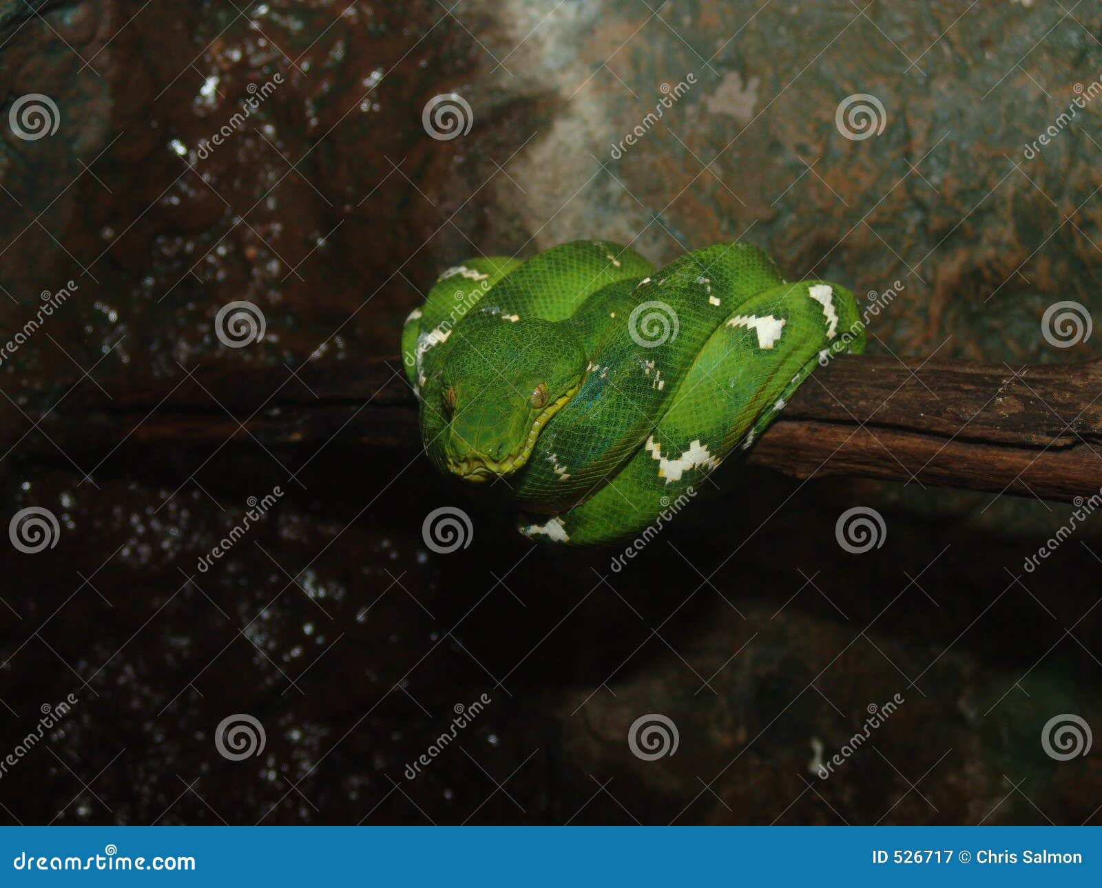 De Groene Slang Van De Boom Stock Afbeelding - Image of wereld ...