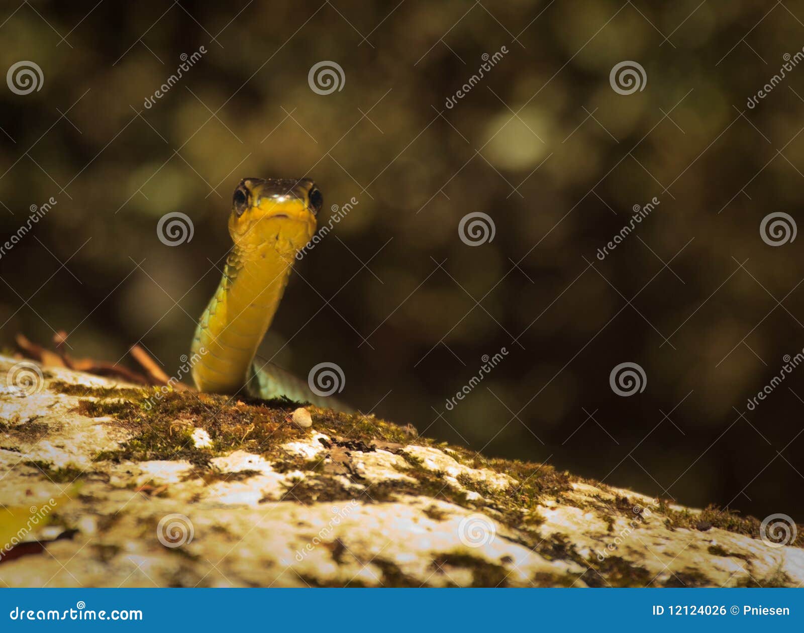De Groene Slang Van De Boom, Punctulatus Dendrelaphis Stock Foto ...
