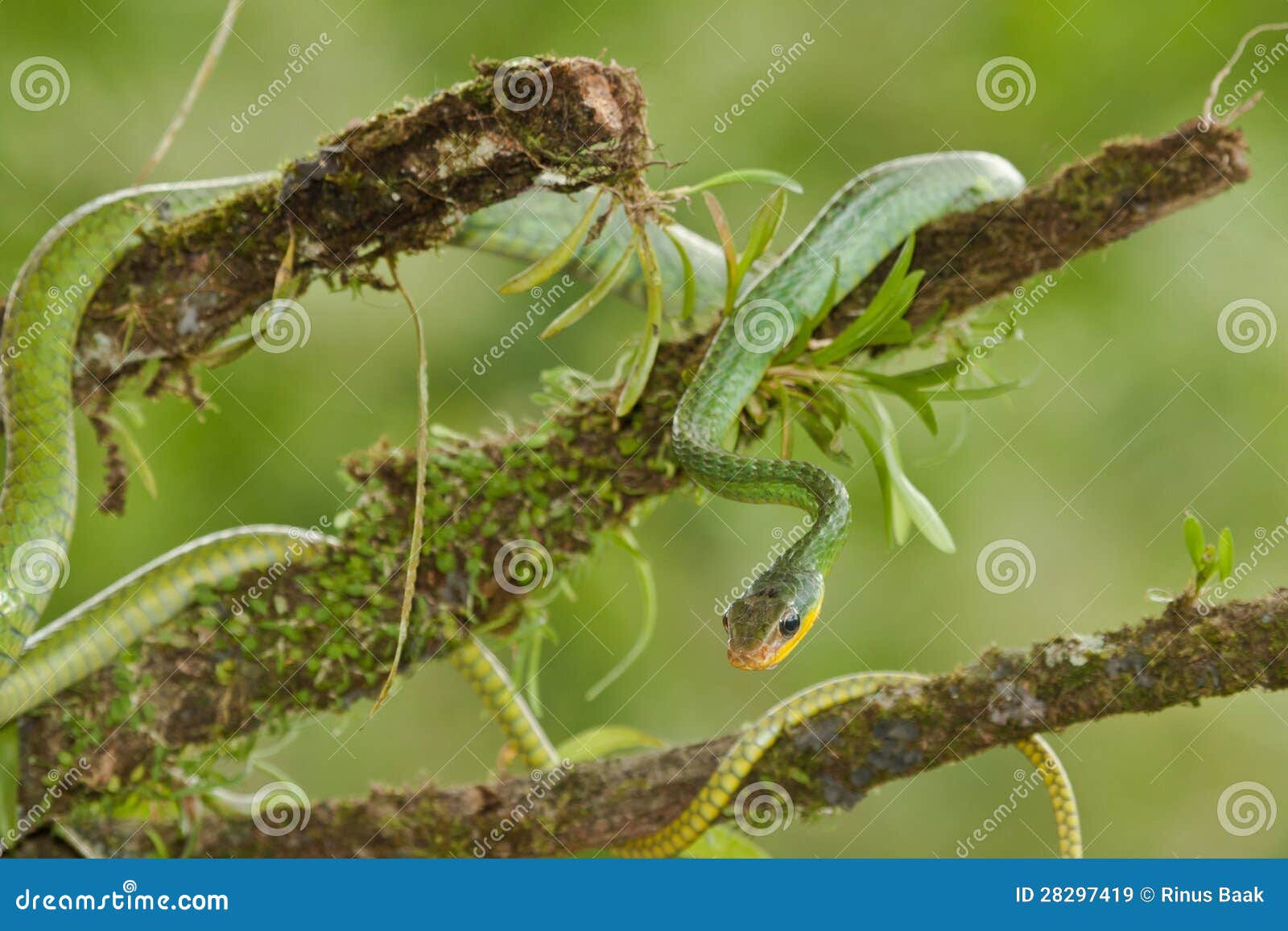 De Groene Slang Van De Wijnstok Stock Afbeelding - Image of dier ...