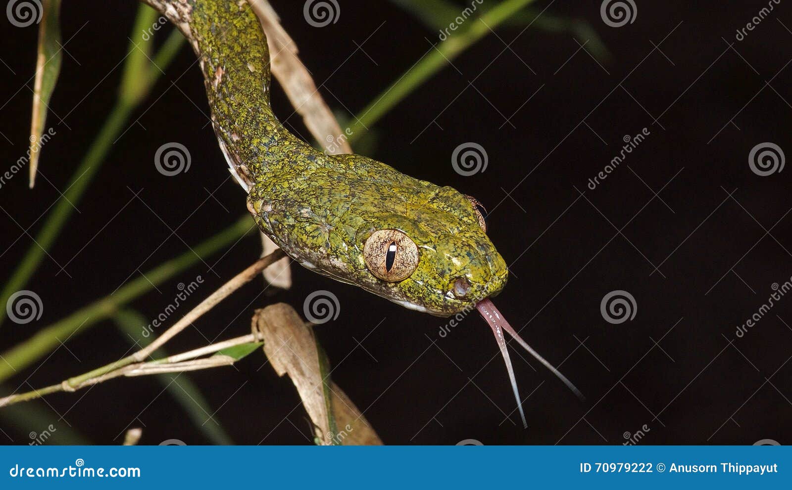 De Groene Slang Van Kattenogen Stock Foto - Image of geel, reptiel ...