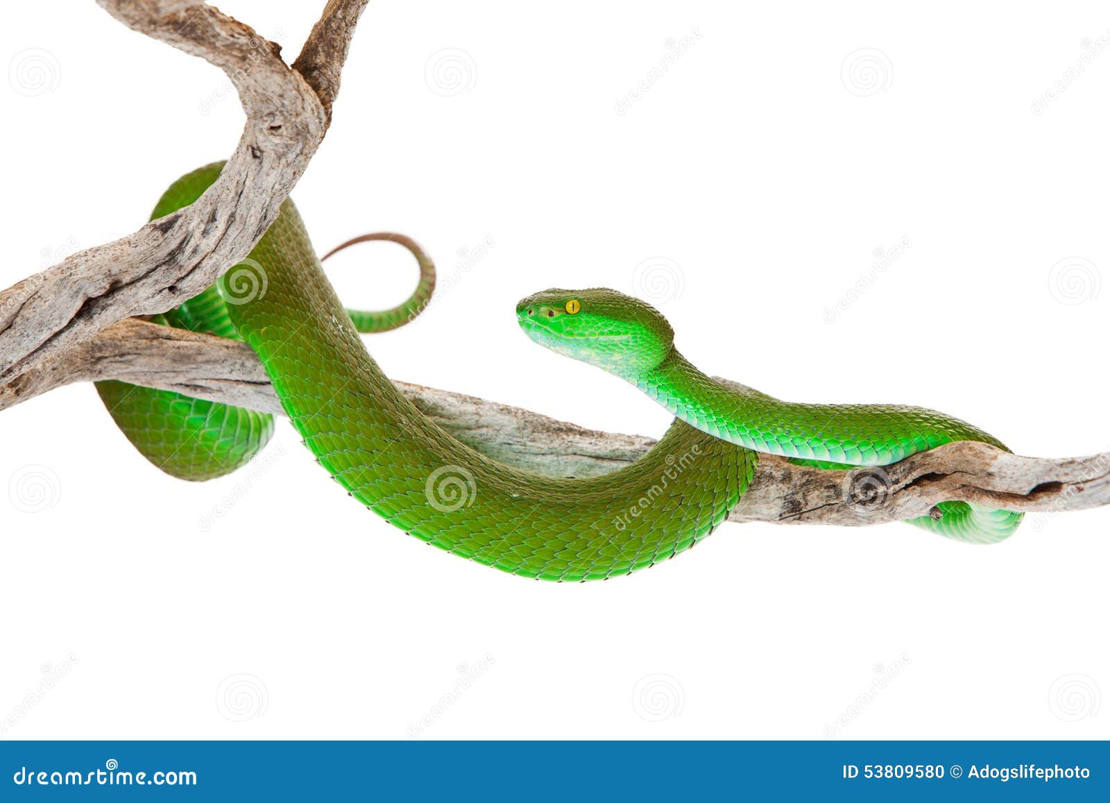 De Groene Slang Van Kleuren Wit-Lipped Pitviper Stock Foto - Image of ...