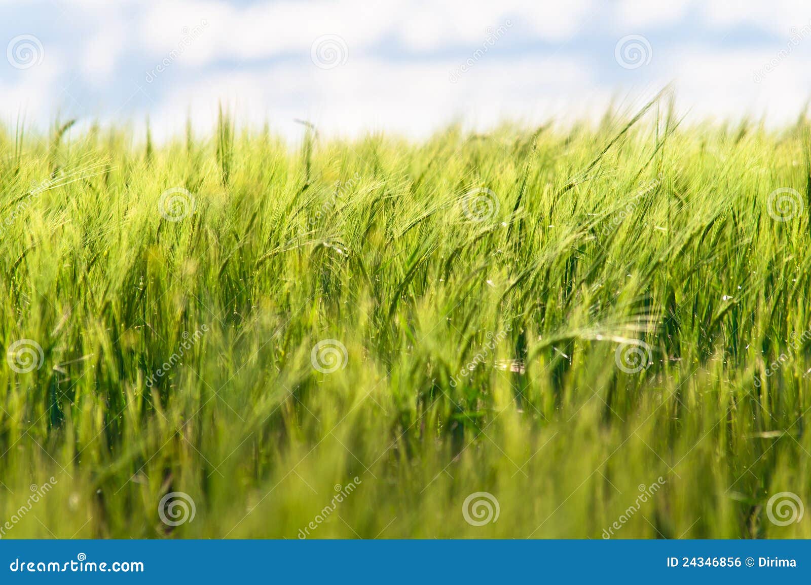 De Groene Tarwe Van De Zomer Stock Foto - Image of aanplanting, tarwe ...