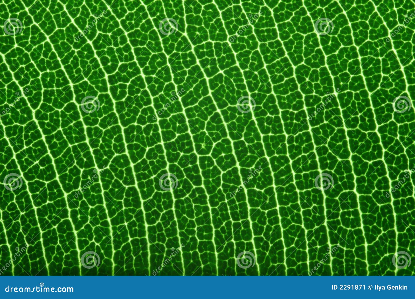 De Groene Textuur Van Het Blad Stock Afbeelding - Image of boom, micro ...