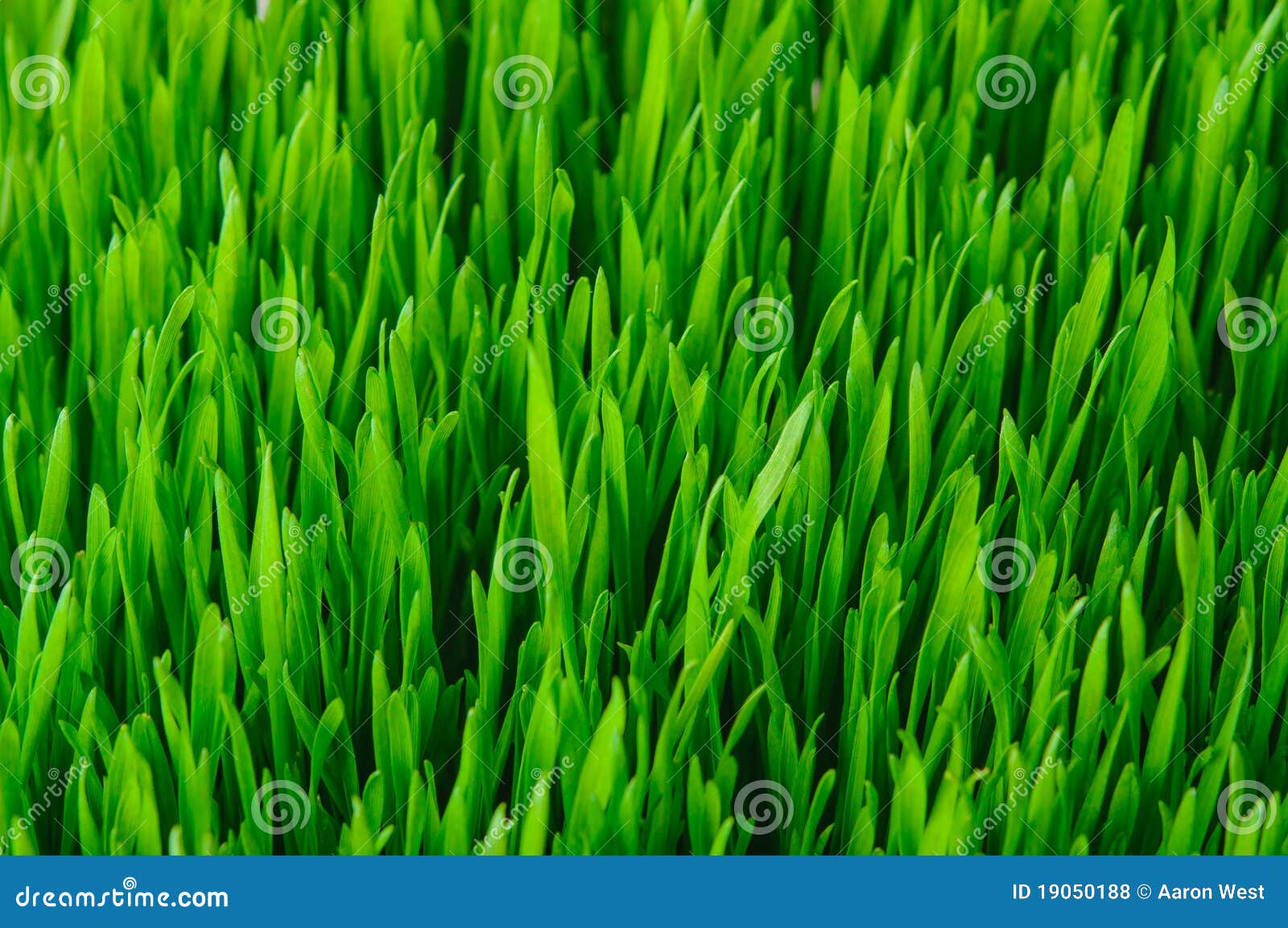 De Groene Textuur Van Het Gras Stock Foto - Image of seizoen ...