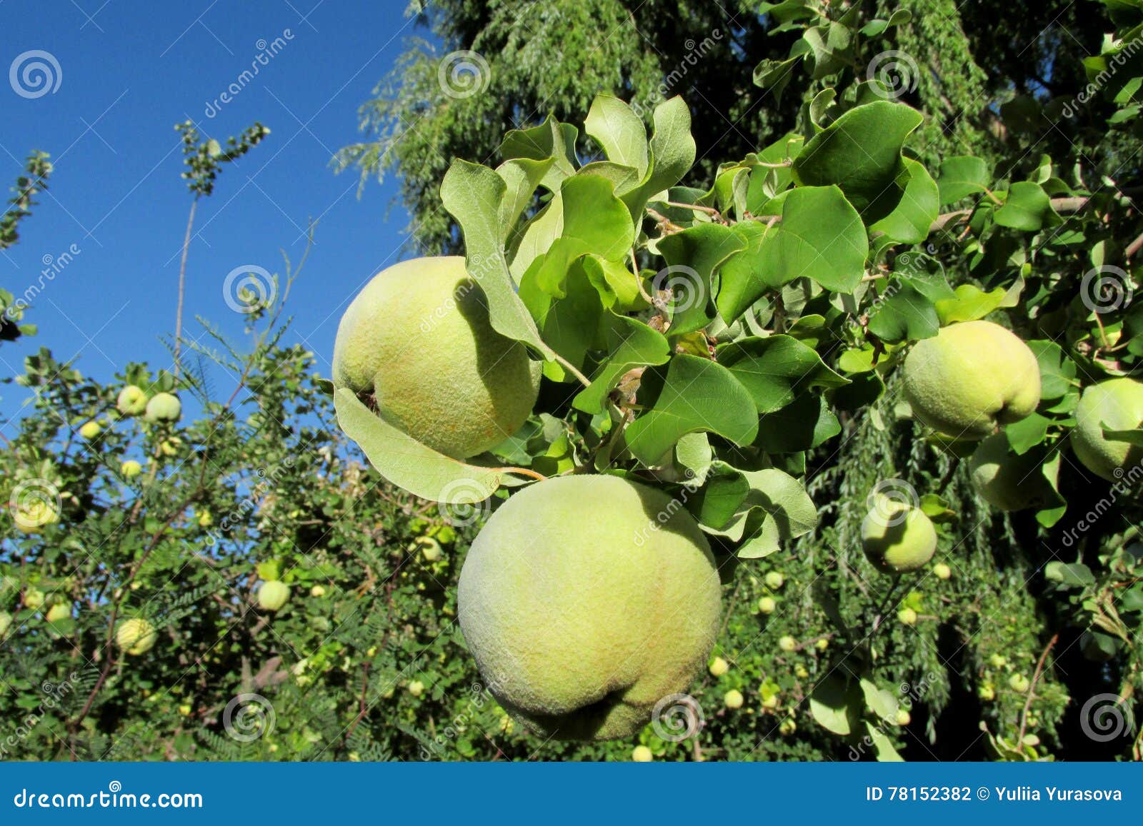 De Groene Vruchten Van De Appelkweepeer Op De Boom Stock Foto - Image ...