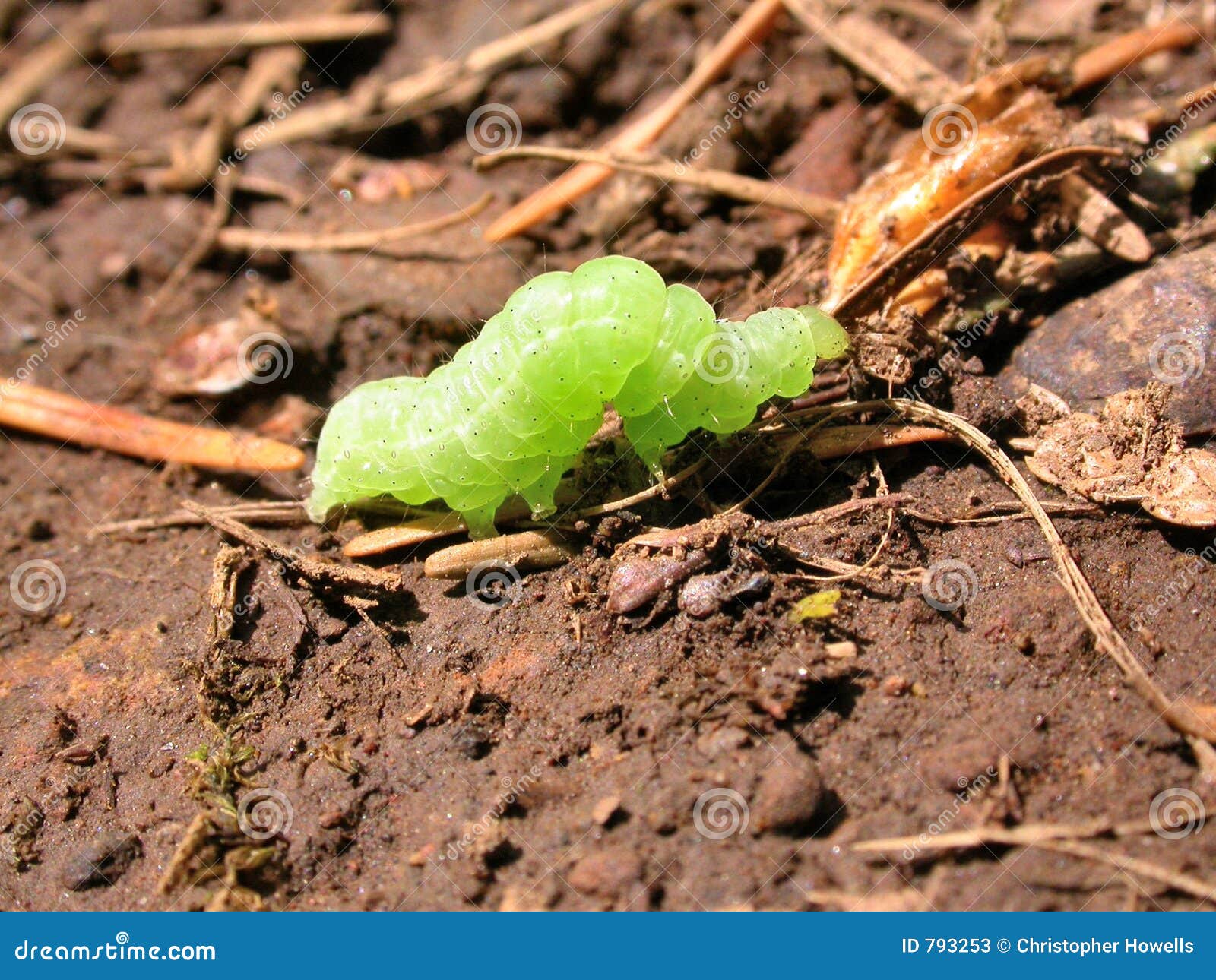 De groene Worm van de Duim stock afbeelding. Image of staart - 793253
