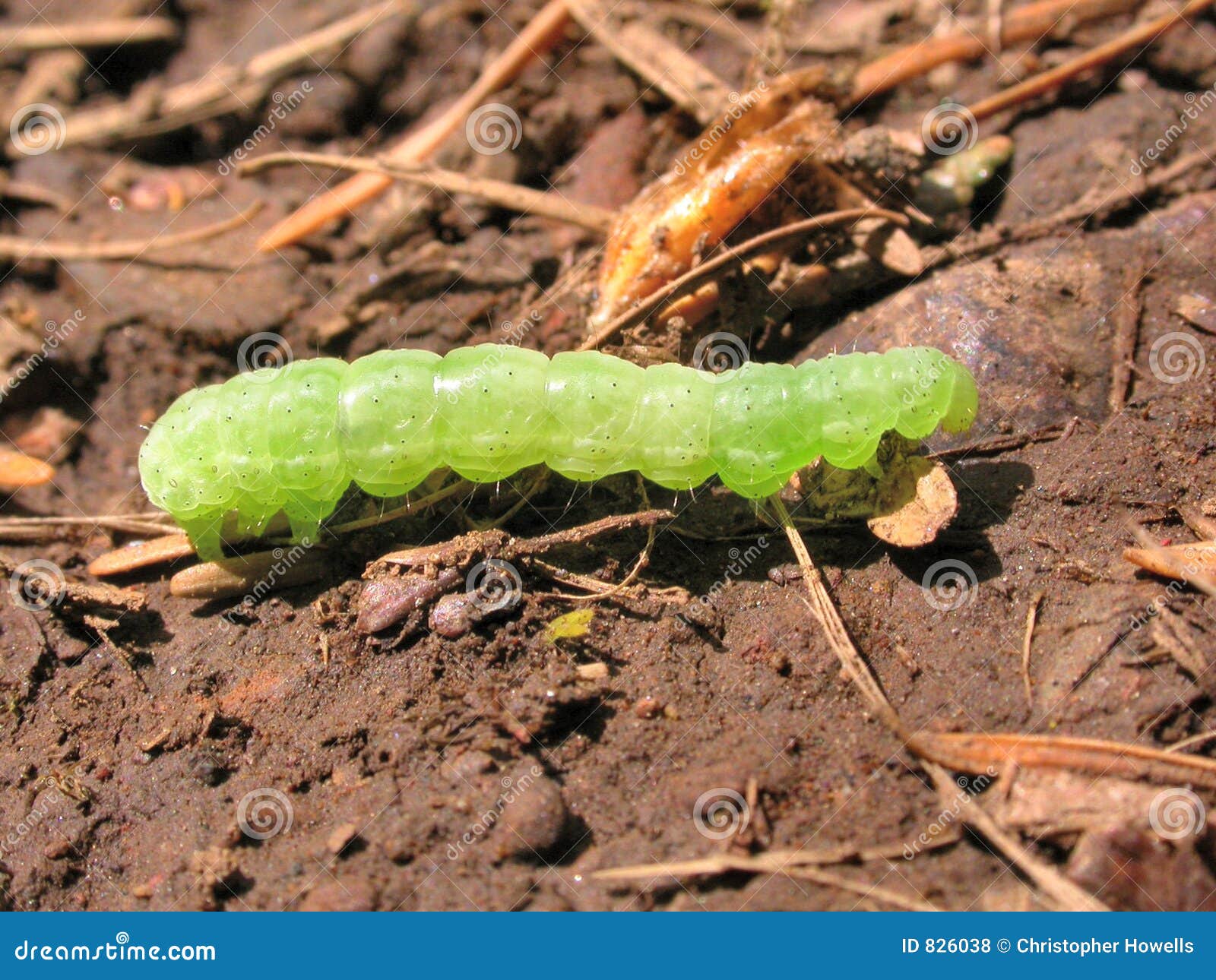 De groene Worm van de Duim stock foto. Image of worm, wild - 826038