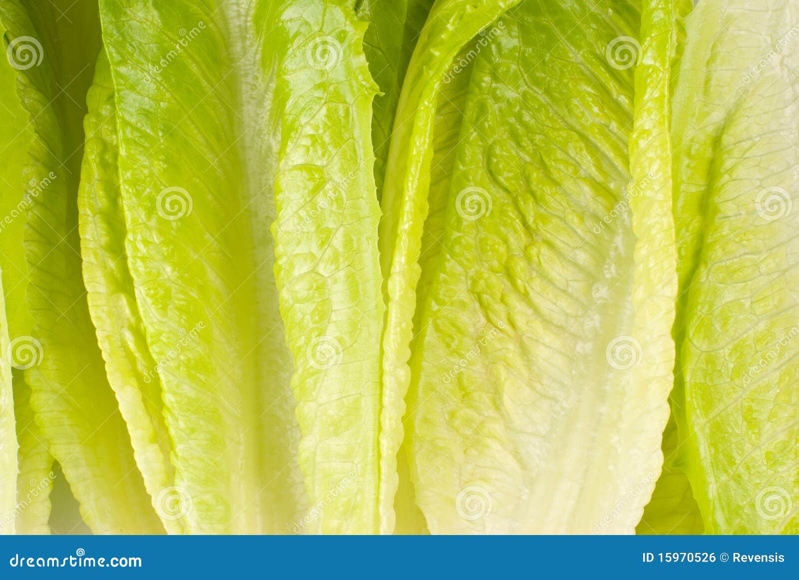 De Groente Van De Sla Op Witte Achtergrond Stock Foto - Image of vers ...