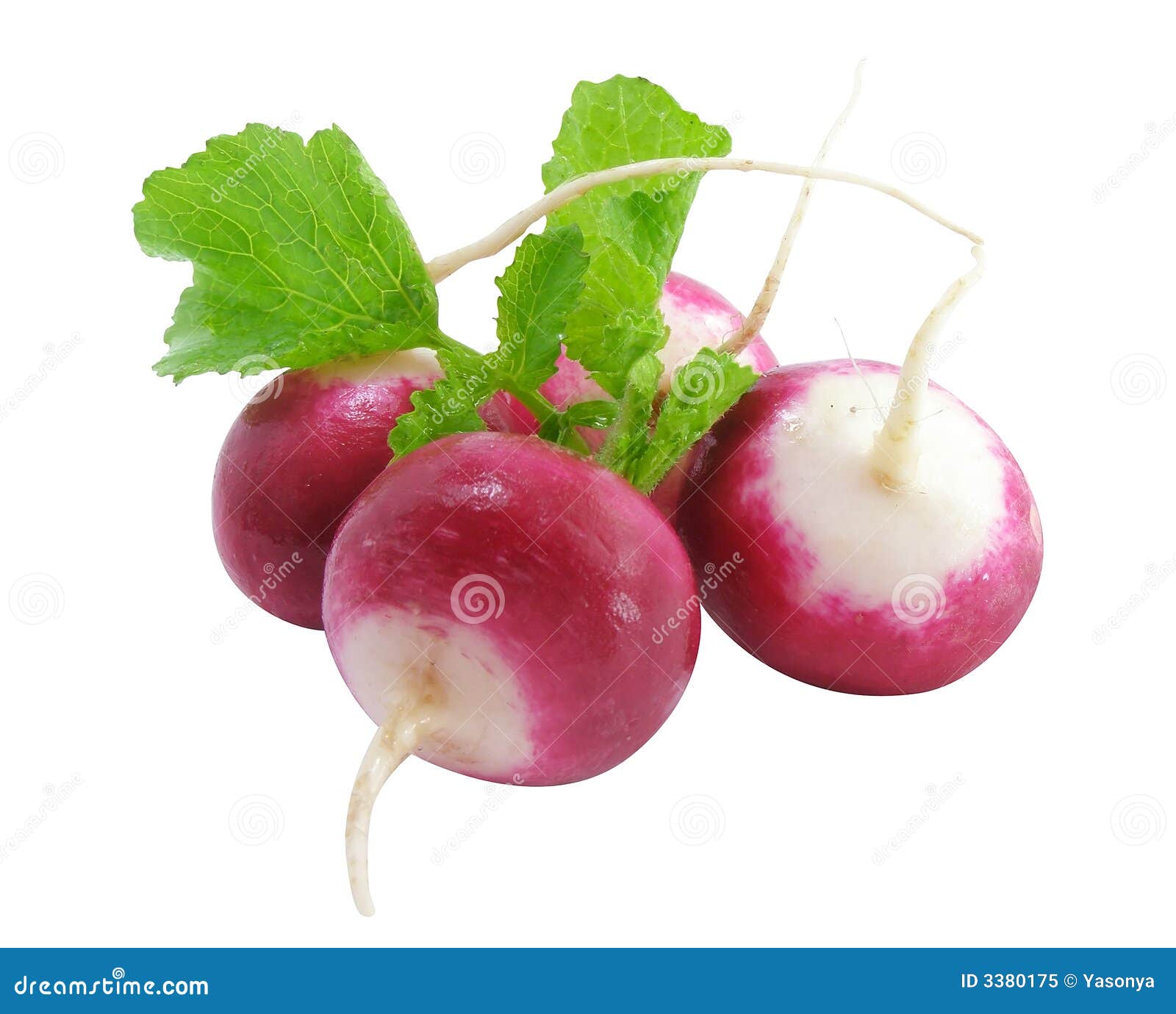 De groenten van de radijs stock afbeelding. Image of besnoeiing - 3380175