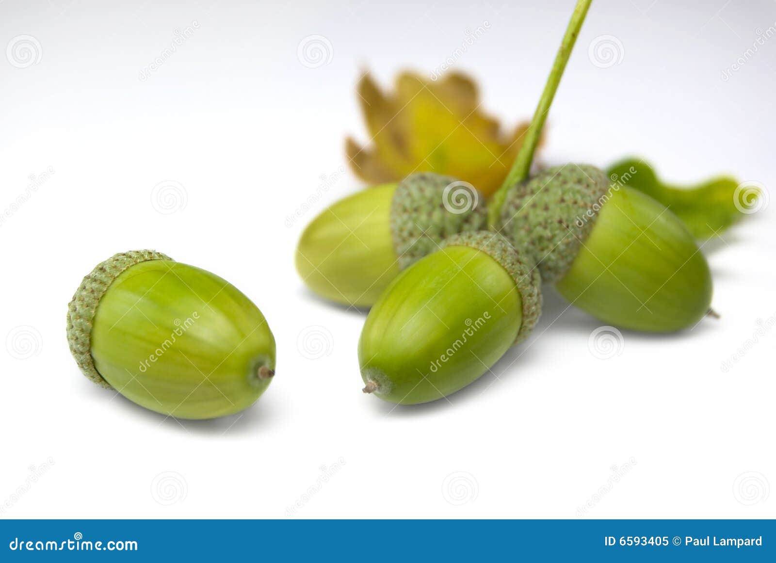 De groep van de eikel stock afbeelding. Image of ontkiem - 6593405