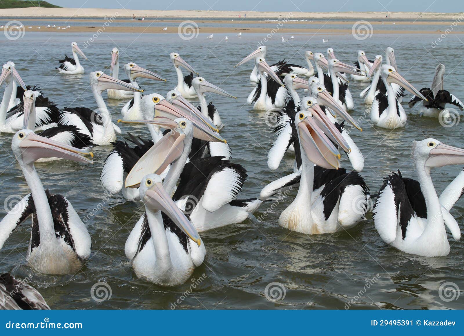 De Groep van de pelikaan stock afbeelding. Image of vissen - 29495391