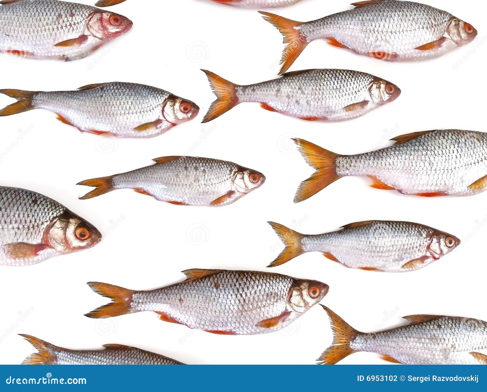 De groep van vissen stock foto. Image of visserij, vissen - 6953102