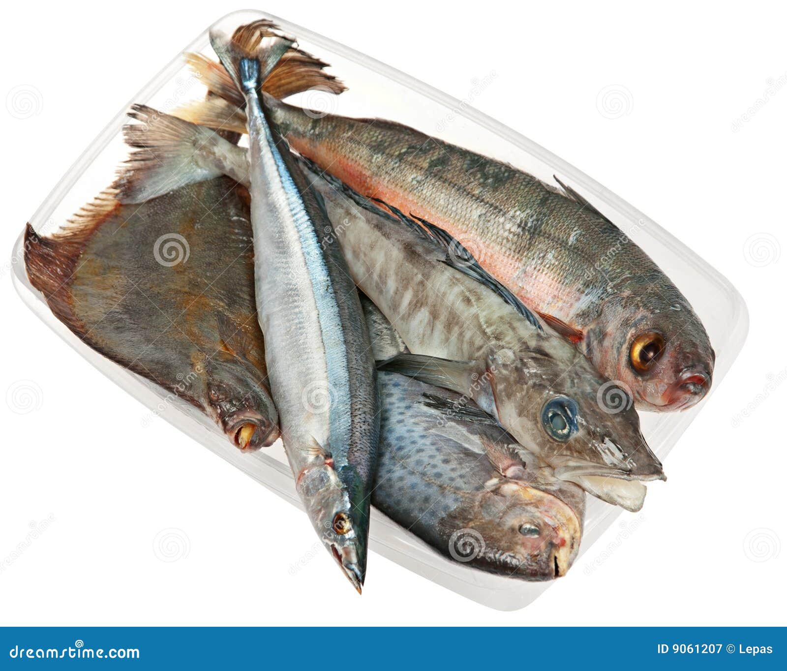 De groep van vissen stock afbeelding. Image of houder - 9061207