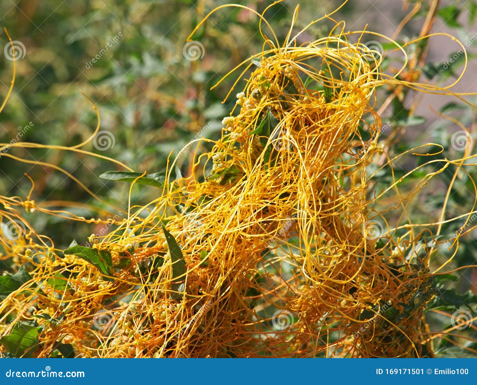 De Grootste Doder of Europese Doder Cuscuta Europaea Stock Afbeelding ...