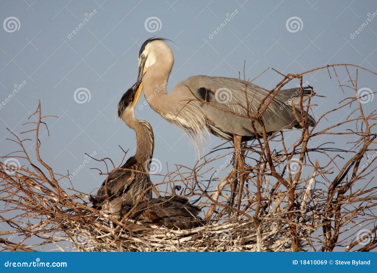 De Grote Blauwe Voedende Babys Van De Reiger Stock Afbeelding - Image ...