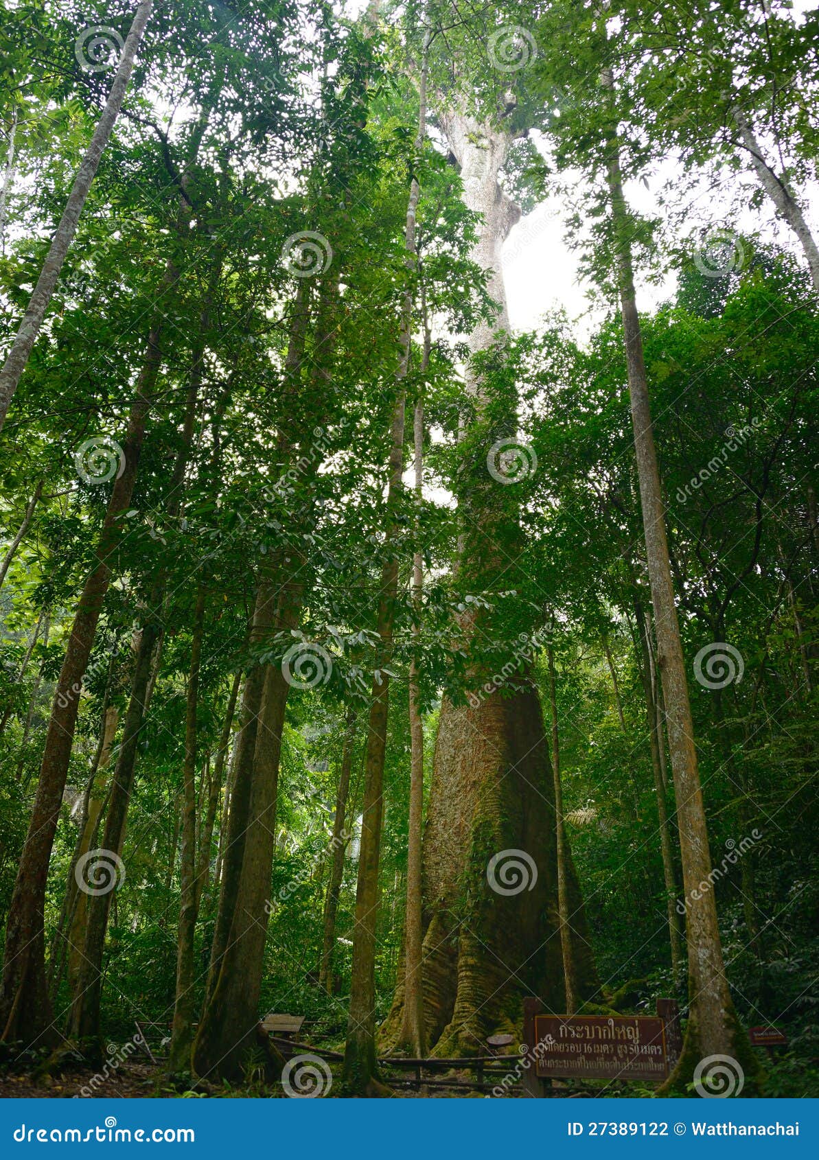 De grote boom in Thailand stock foto. Image of boomstam - 27389122